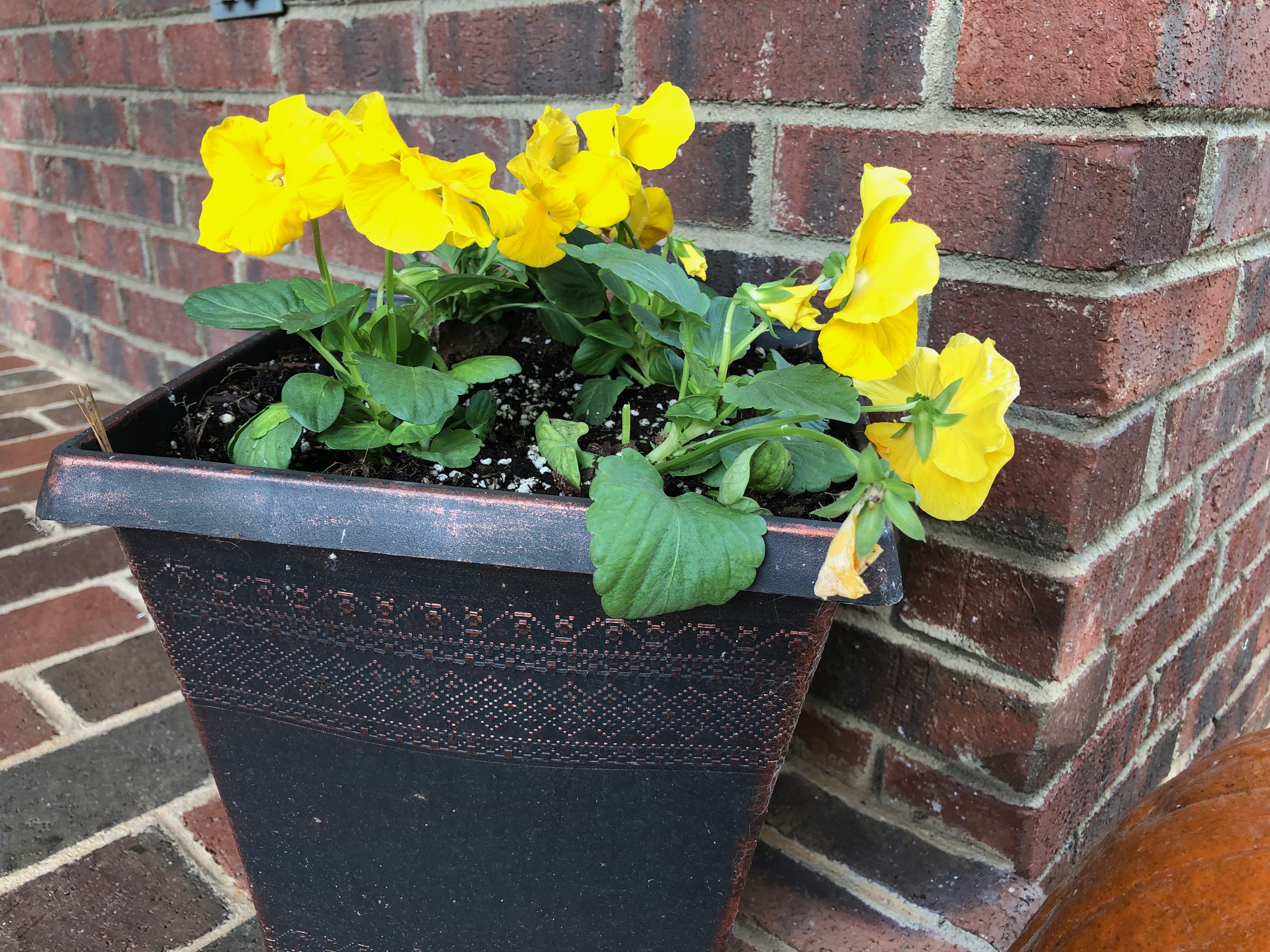 Forecasting Flowers – Winks of Goodness